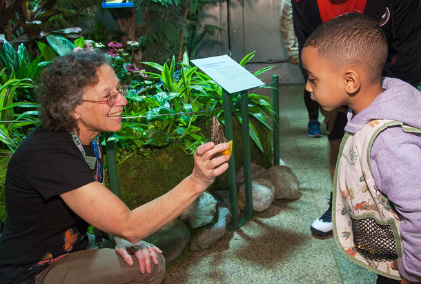 Volunteer at the Museum | American Museum of Natual History